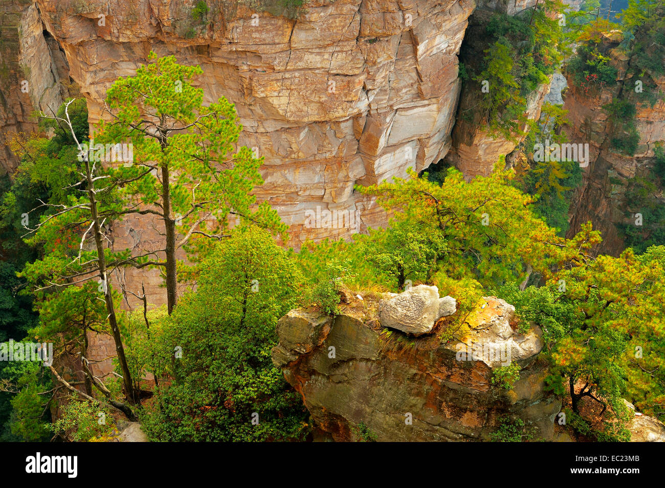 Avatar Mountains with vertical quartz-sandstone pillars, Zhangjiajie ...