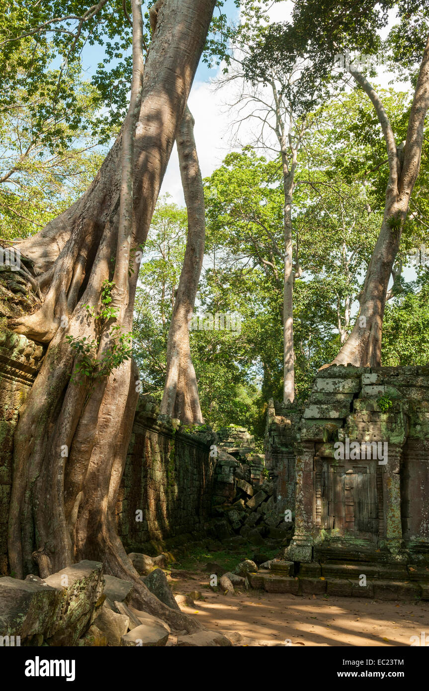 Tree roots in cambodian temple hi-res stock photography and images - Alamy