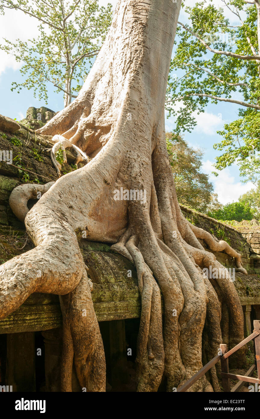 Tree roots in cambodian temple hi-res stock photography and images - Alamy