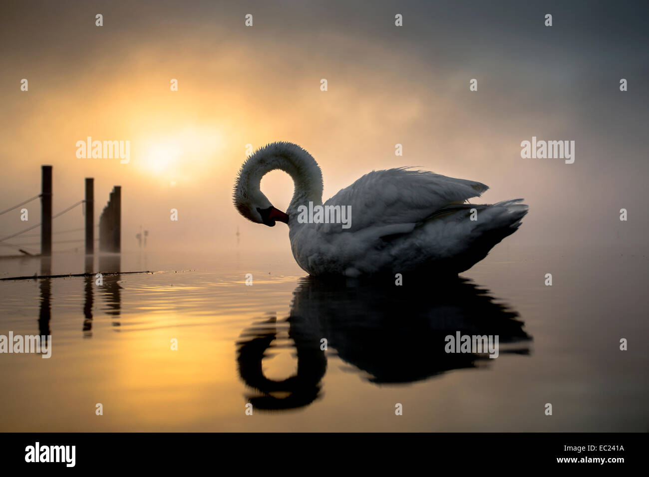 Moos am bodensee hi-res stock photography and images - Alamy