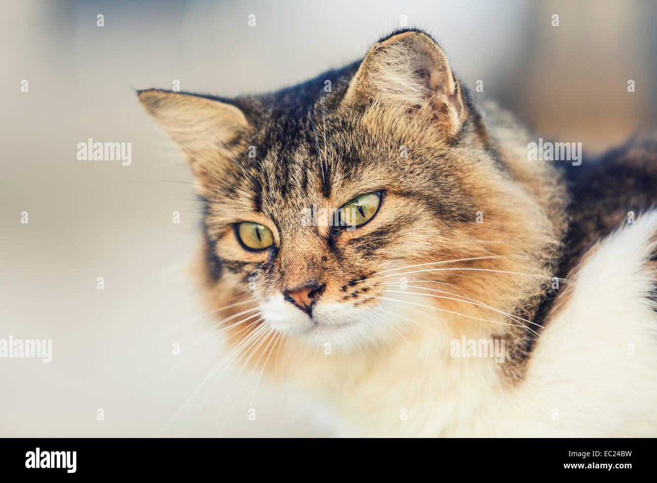 Cat portrait close up, only head crop Stock Photo - Alamy
