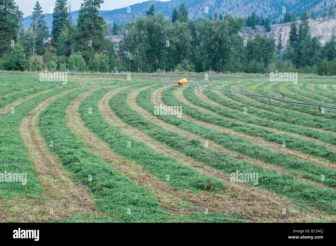Alfalfa harvesting hi-res stock photography and images - Alamy