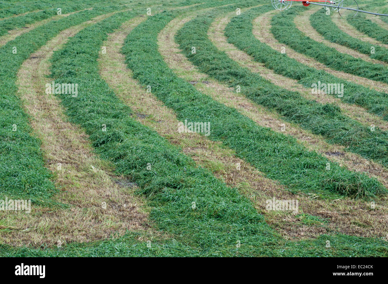 Alfalfa harvesting hi-res stock photography and images - Alamy