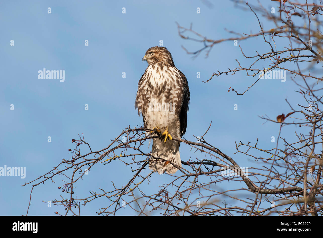 Juvenile Red-Tail Hawk perched in a tree Stock Photo - Alamy