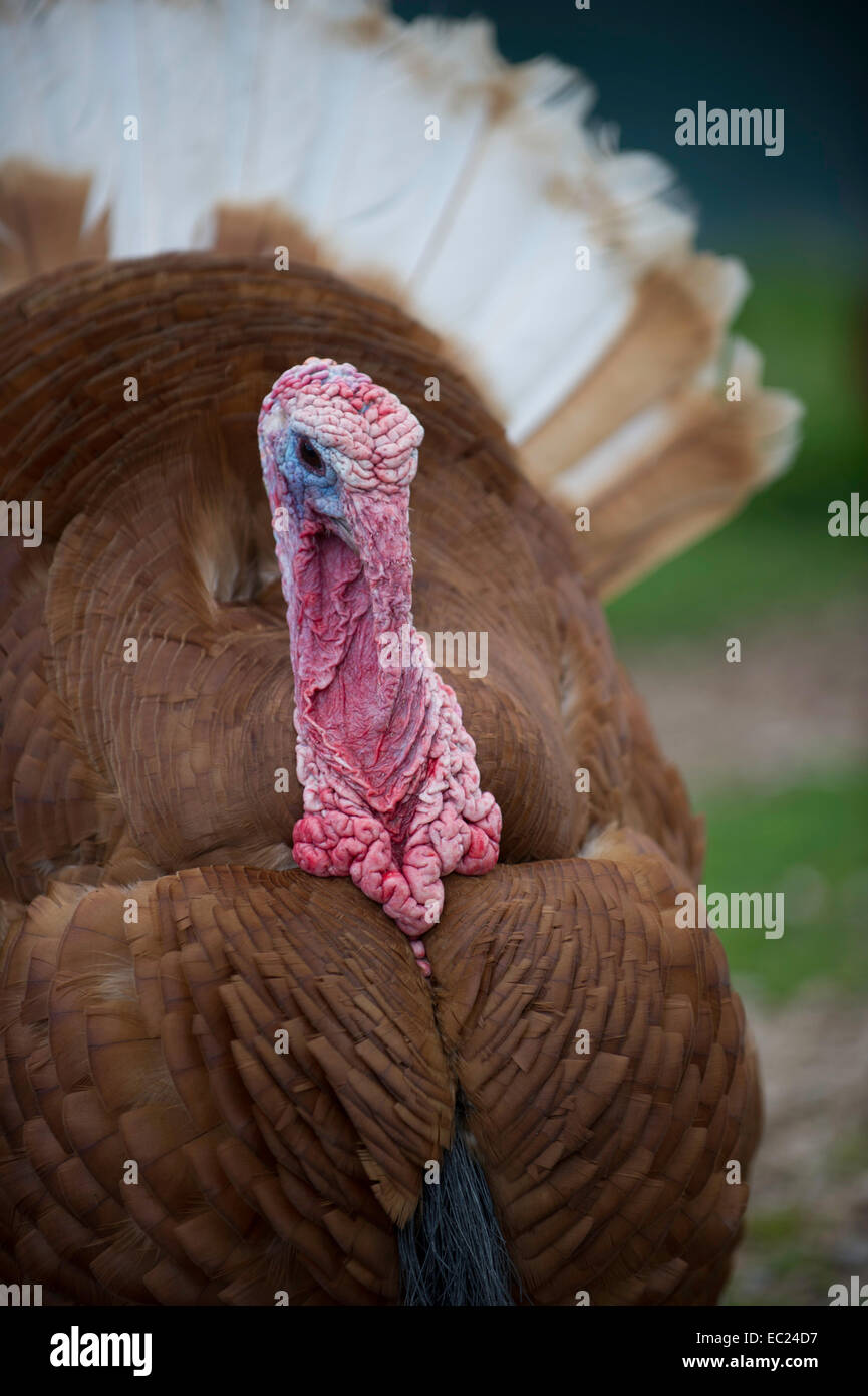 Domesticated Turkey High Resolution Stock Photography and Images - Alamy