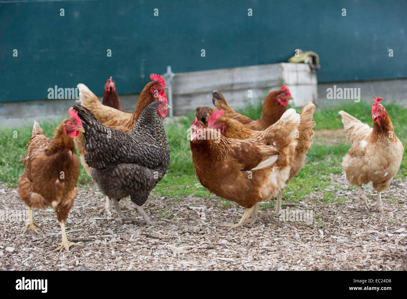 Free range bird hi-res stock photography and images - Alamy