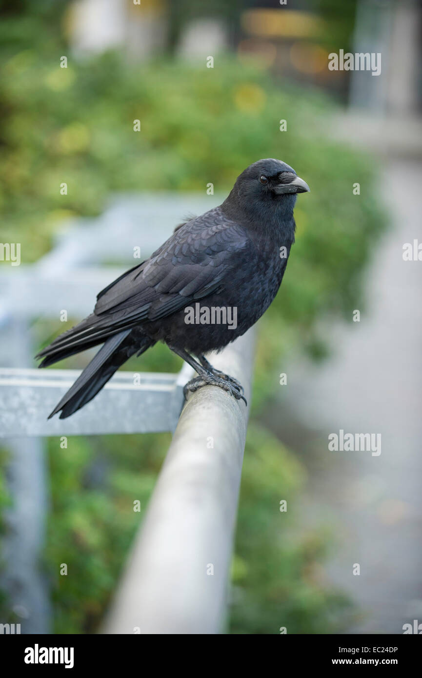 American crow perched on hi-res stock photography and images - Alamy