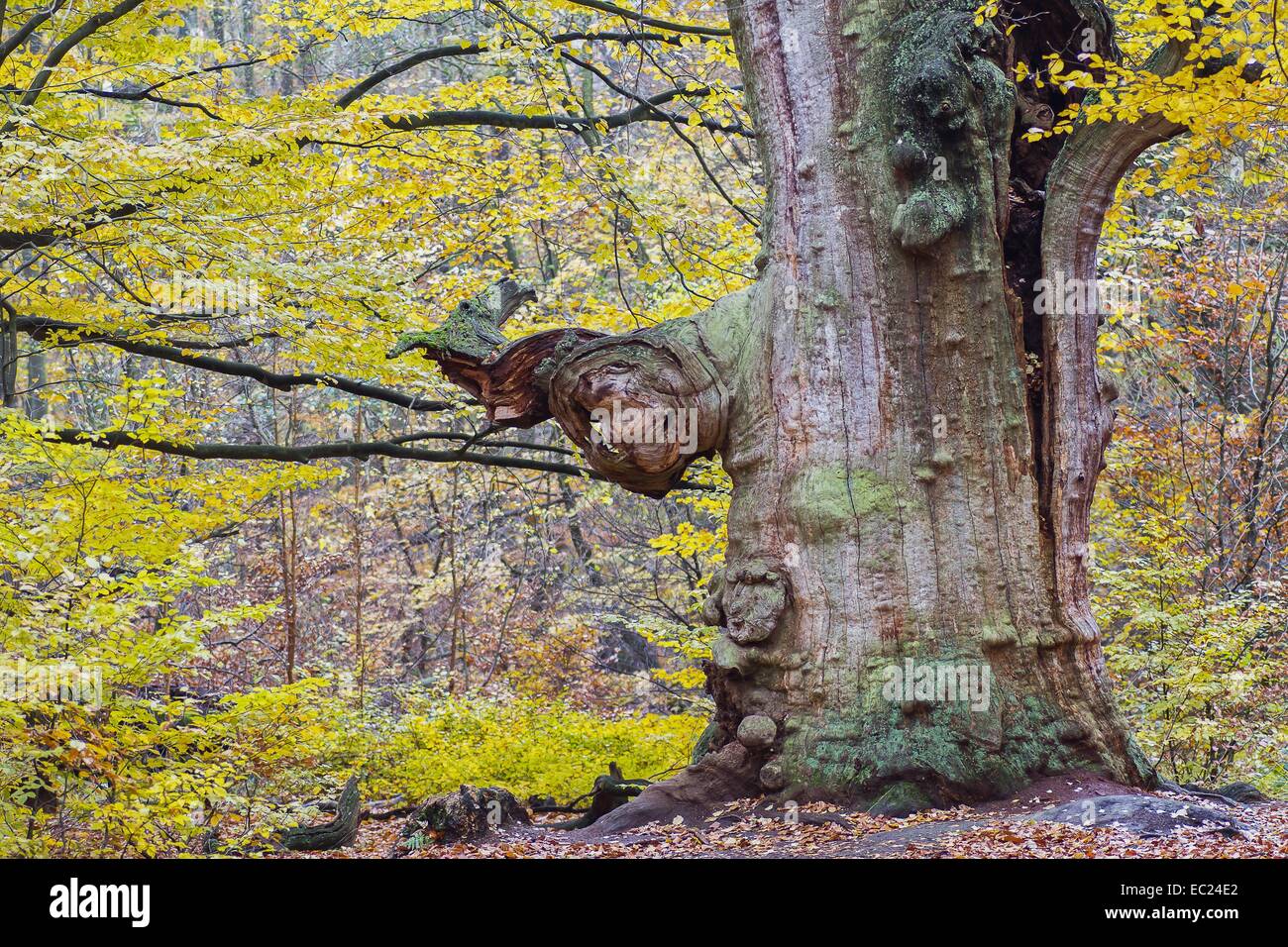 Wood pasture in spring, Hesse, Germany Stock Photo - Alamy