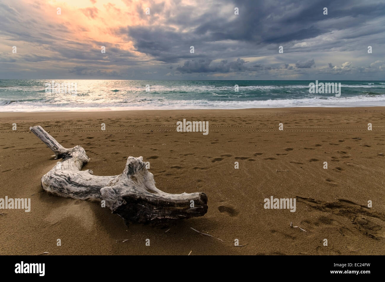 Dead tree beach hi-res stock photography and images - Alamy