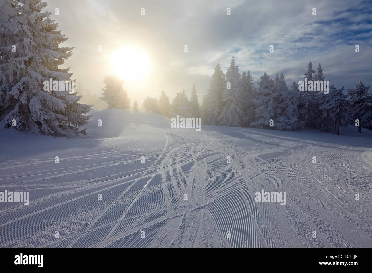 Pine winter snowy forest hi-res stock photography and images - Alamy