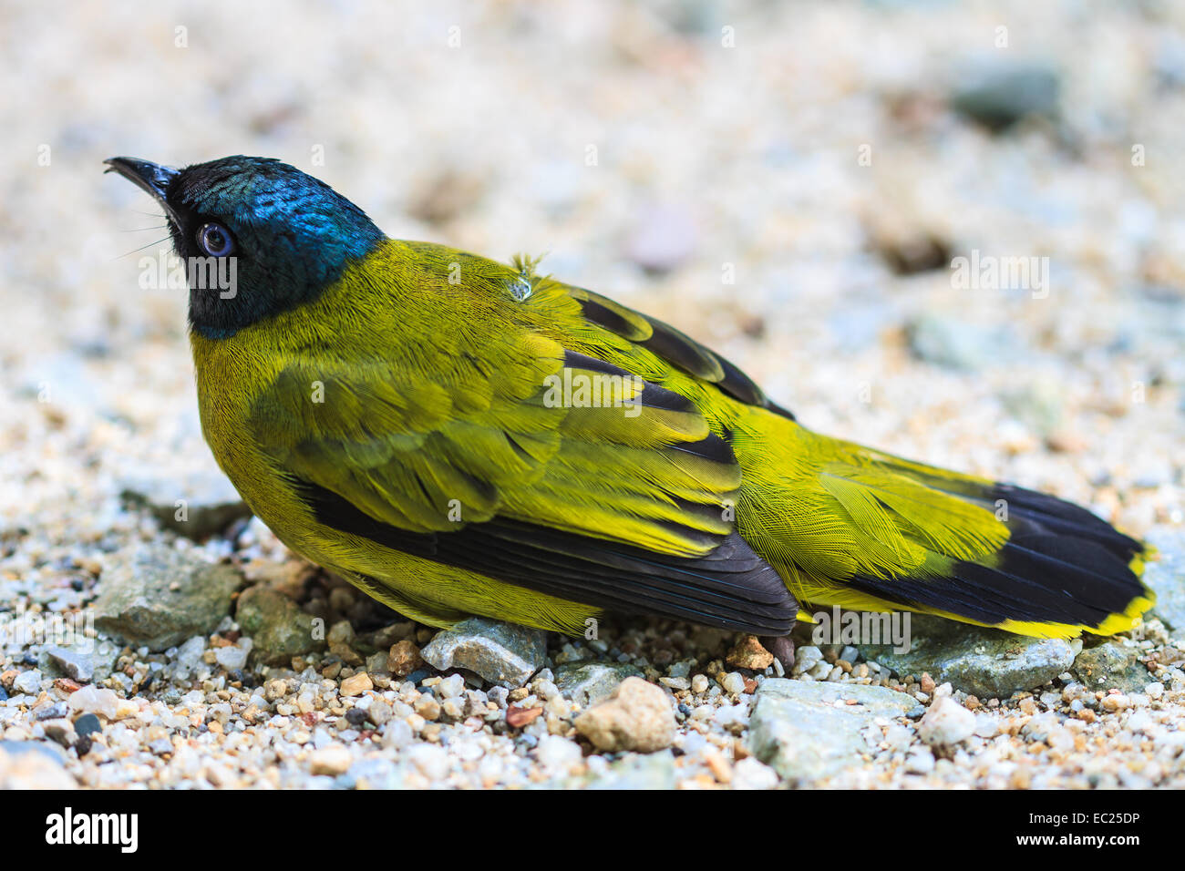 Black-headed Bulbul, Pycnonotus atriceps in nature Stock Photo - Alamy