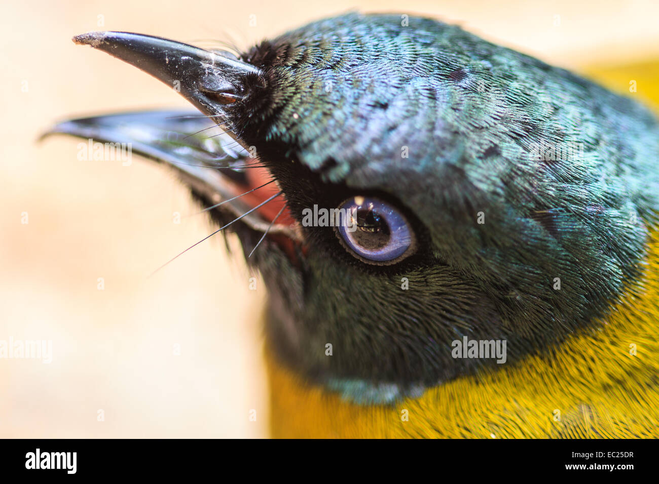 Black-headed Bulbul, Pycnonotus atriceps in nature Stock Photo - Alamy