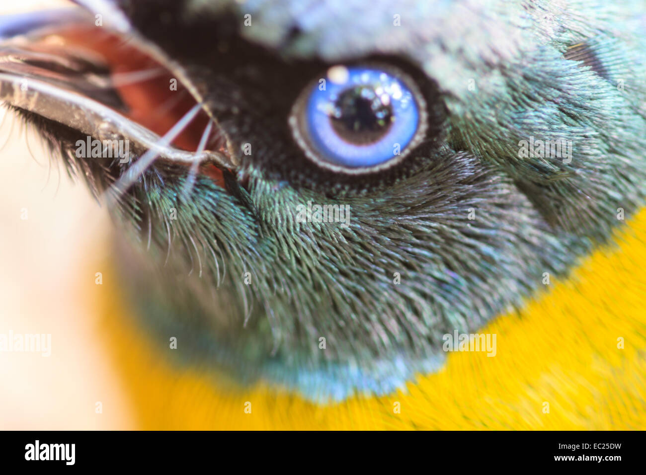 Black-headed Bulbul, Pycnonotus atriceps in nature Stock Photo - Alamy