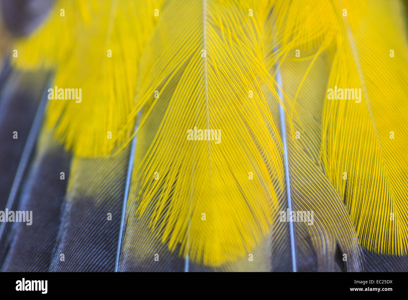 feather of Black-headed Bulbul, Pycnonotus atriceps close up Stock ...
