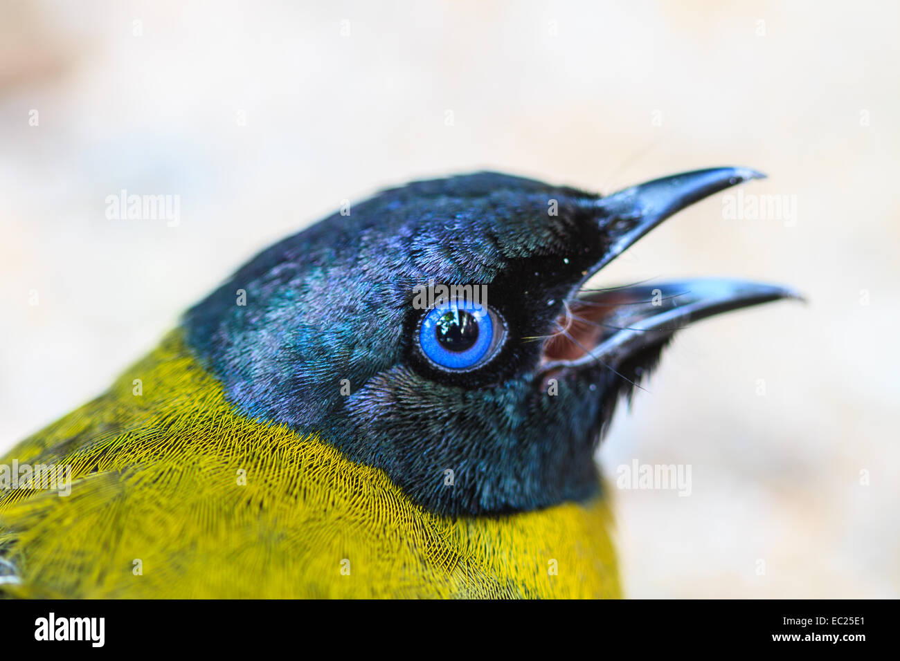Black-headed Bulbul, Pycnonotus atriceps in nature Stock Photo - Alamy