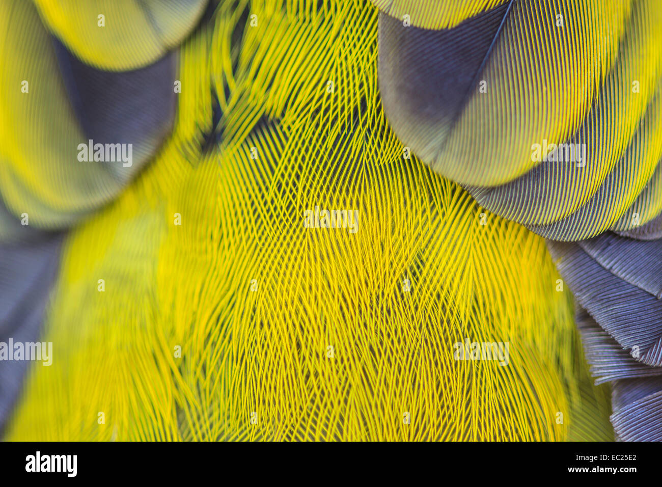 feather of Black-headed Bulbul, Pycnonotus atriceps close up Stock ...