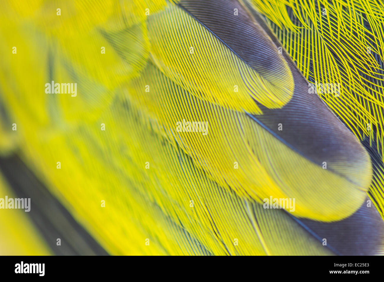 feather of Black-headed Bulbul, Pycnonotus atriceps close up Stock ...