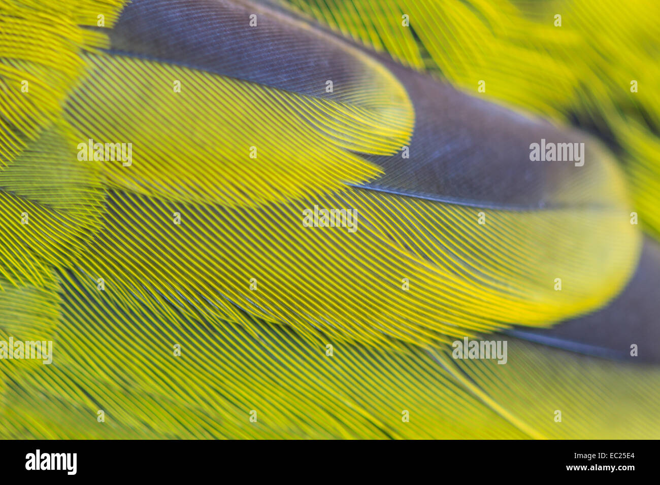 feather of Black-headed Bulbul, Pycnonotus atriceps close up Stock ...