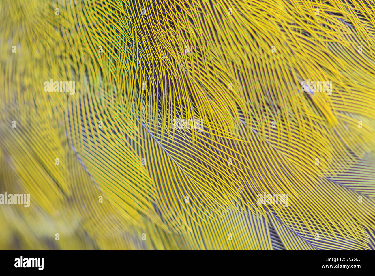 feather of Black-headed Bulbul, Pycnonotus atriceps close up Stock ...