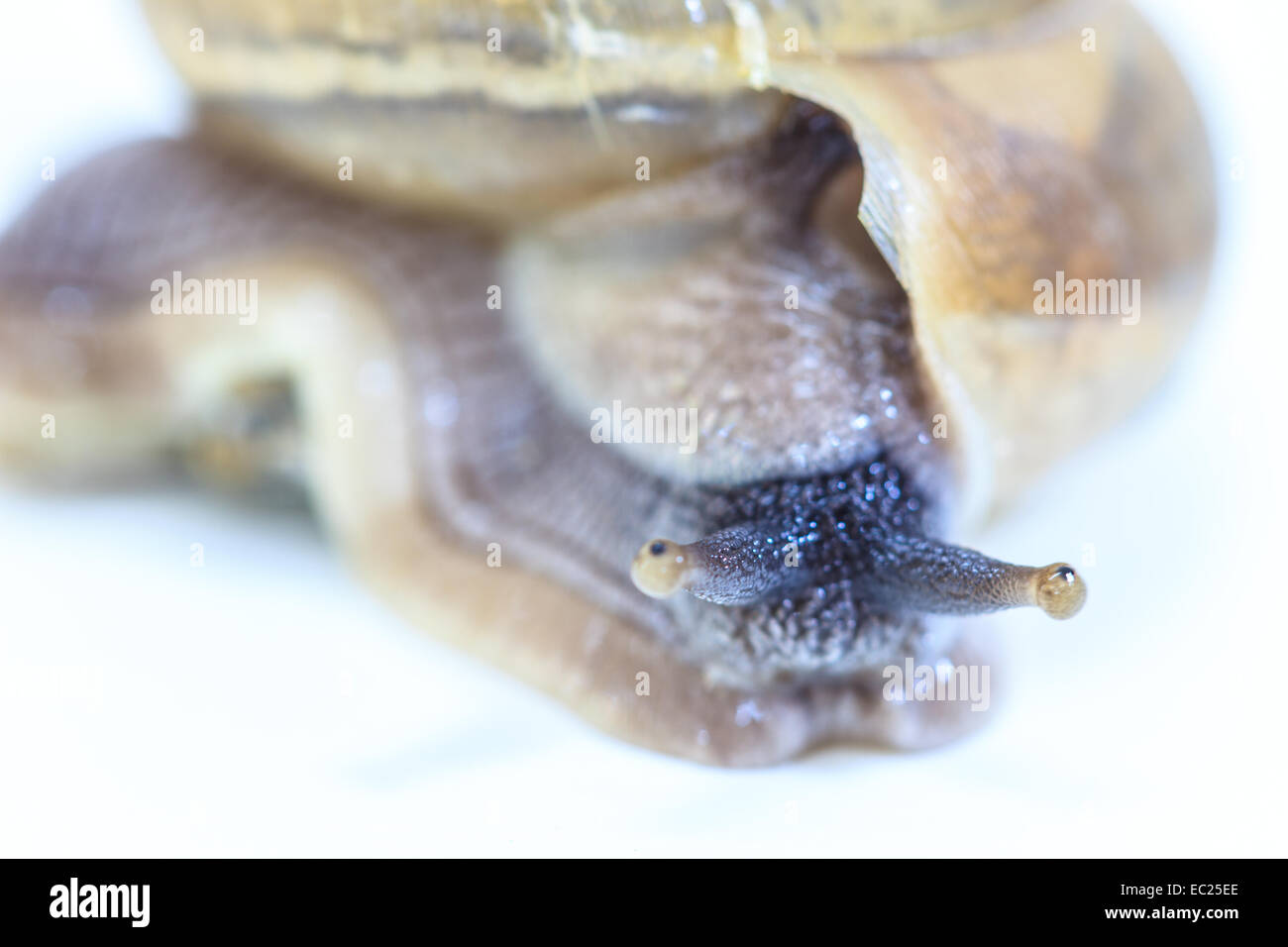 Garden snail on white background close up Stock Photo - Alamy