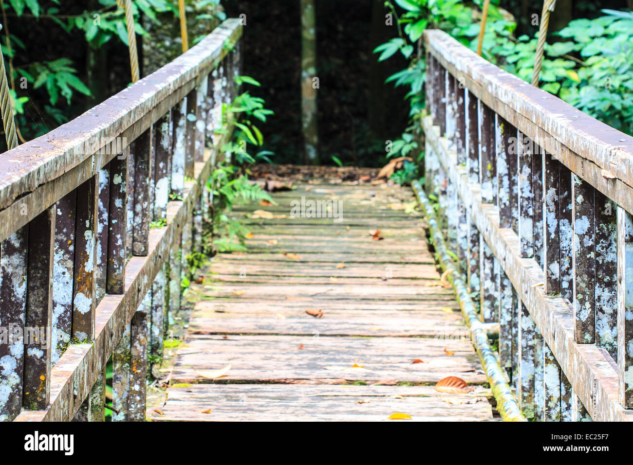 Boardwalk and bridge hi-res stock photography and images - Alamy