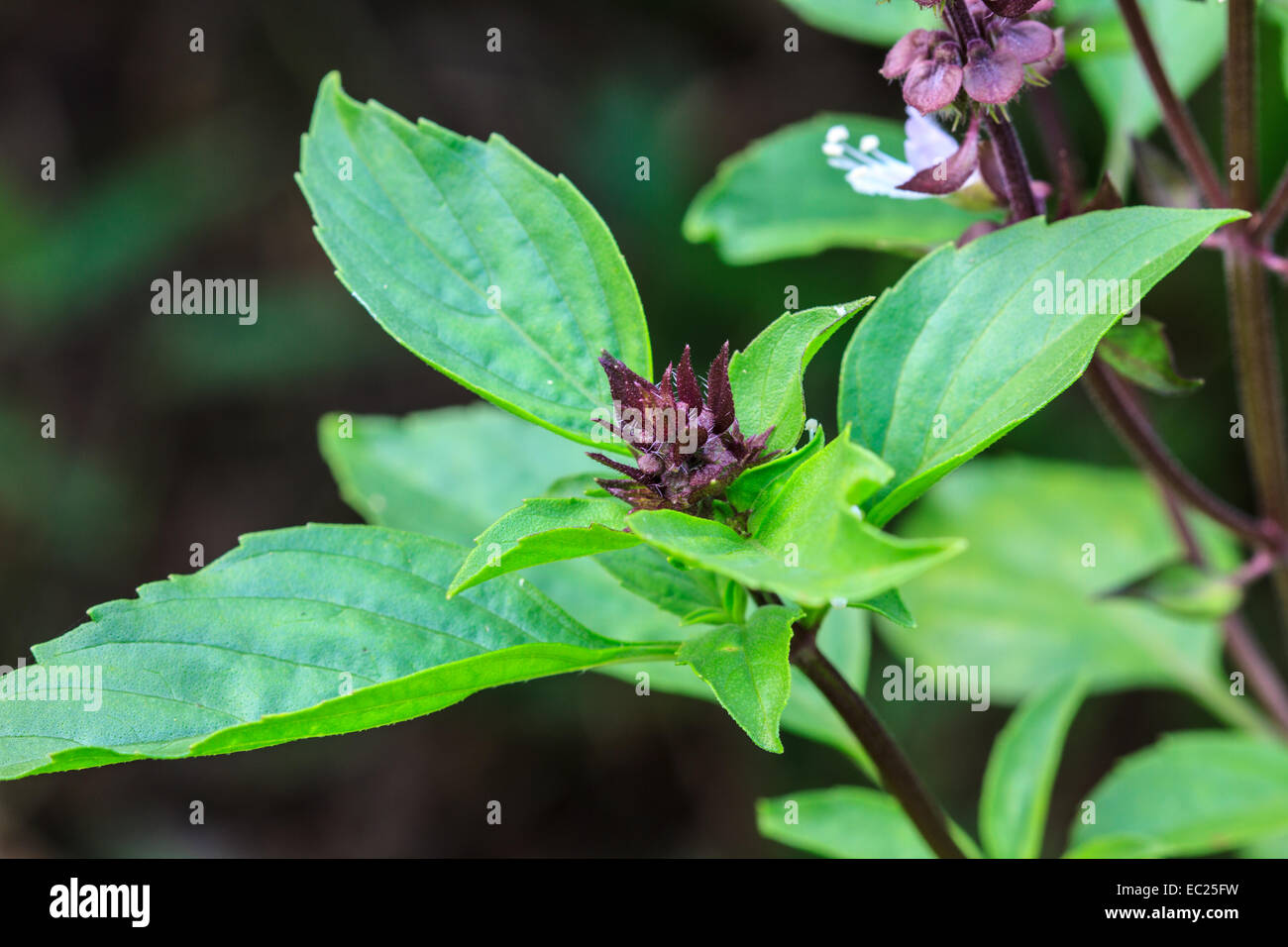 Fresh basil and blossom in the plantation Stock Photo - Alamy