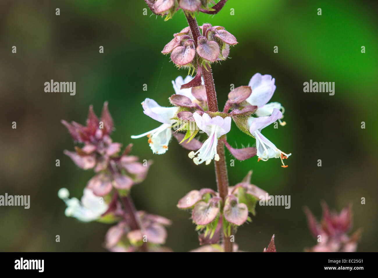 Fresh basil and blossom in the plantation Stock Photo - Alamy