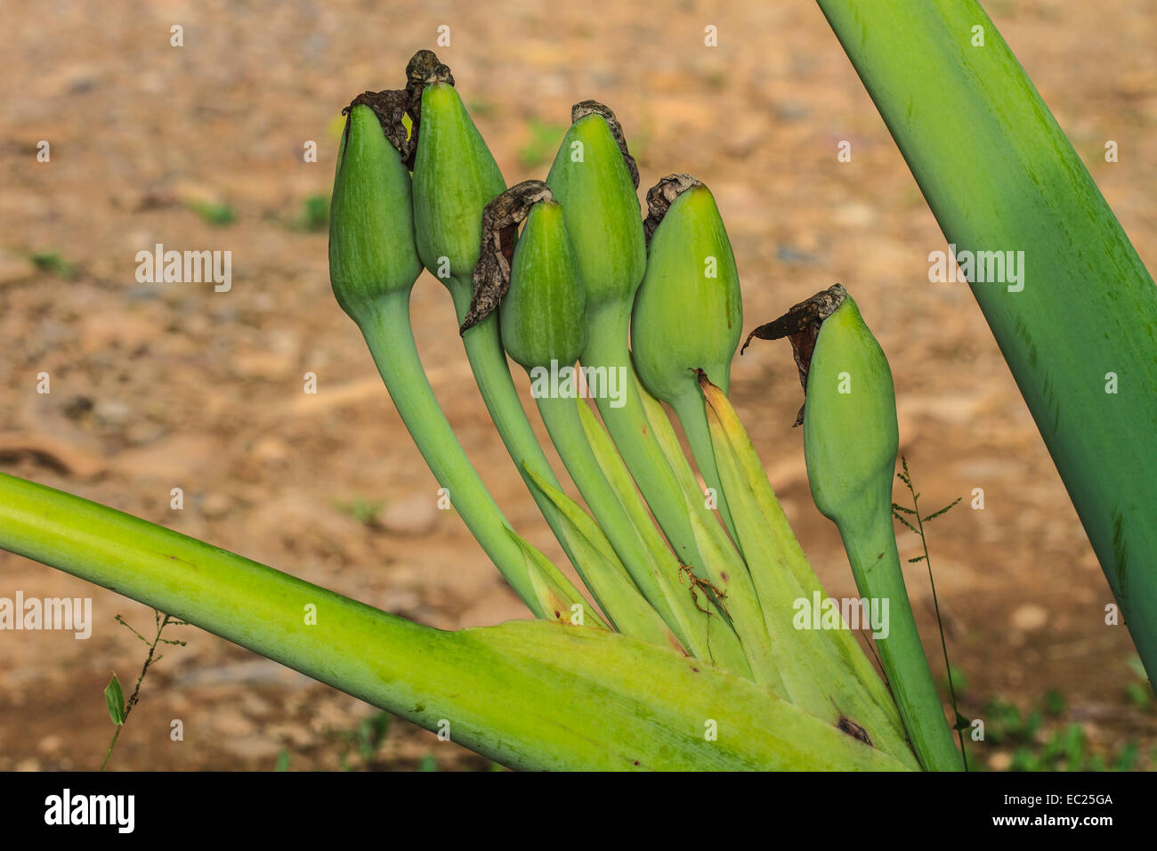 close up bud flower of Elephant ear or Alocasia macrorrhizos Stock ...