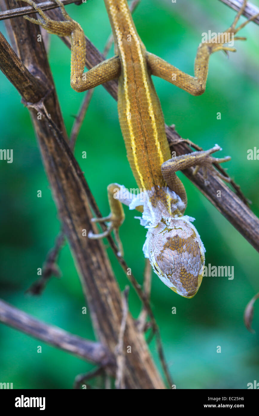 Green Lizard changing skin resting on wood horizontal Stock Photo - Alamy