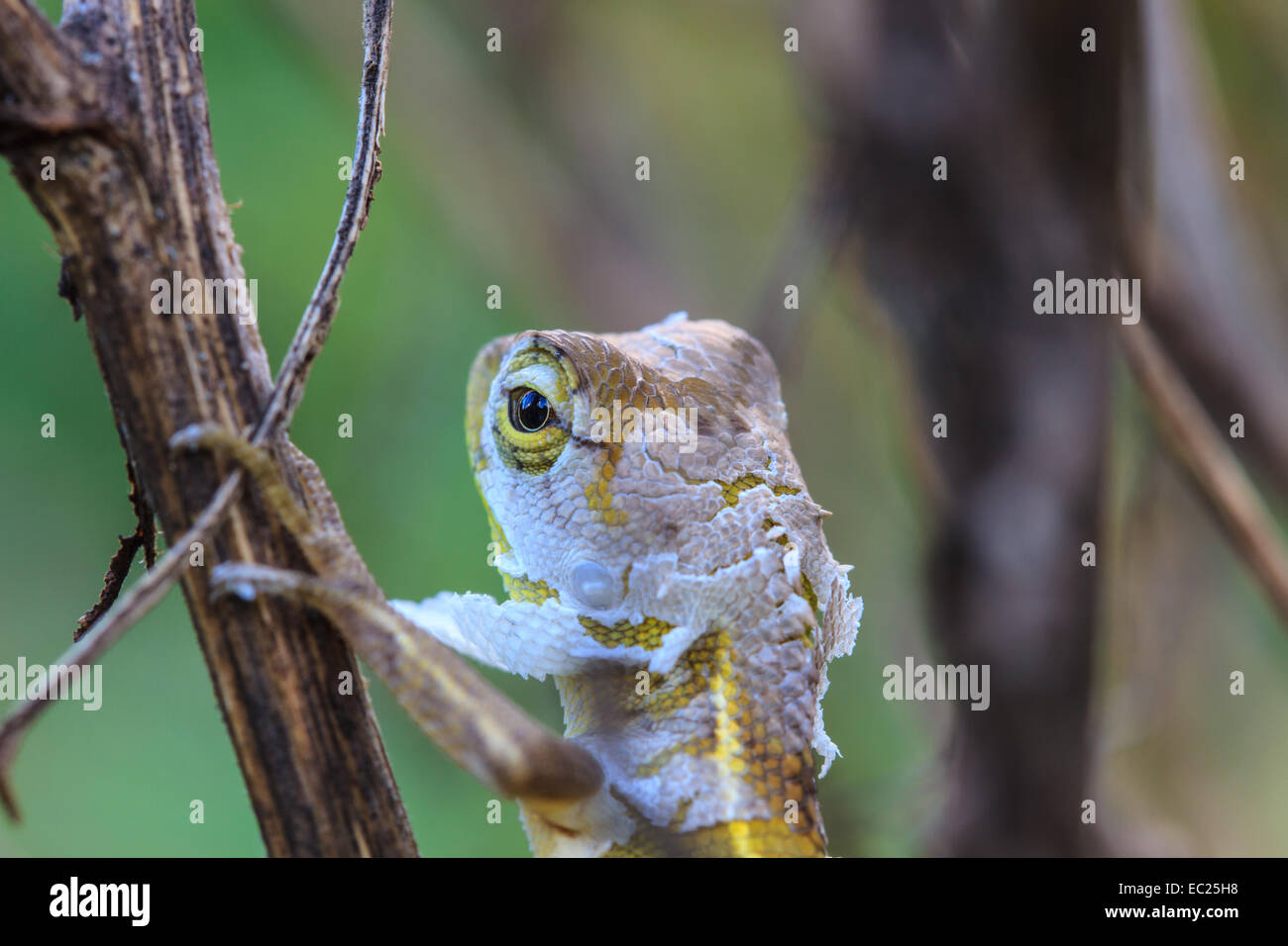 Green Lizard changing skin resting on wood horizontal Stock Photo - Alamy