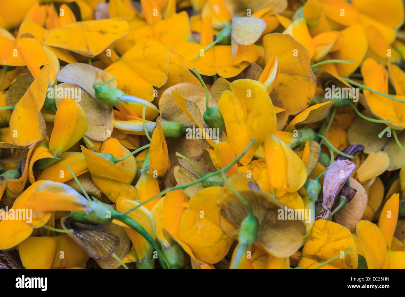 Sesbania flower, vegetable used for food in Thailand Stock Photo - Alamy