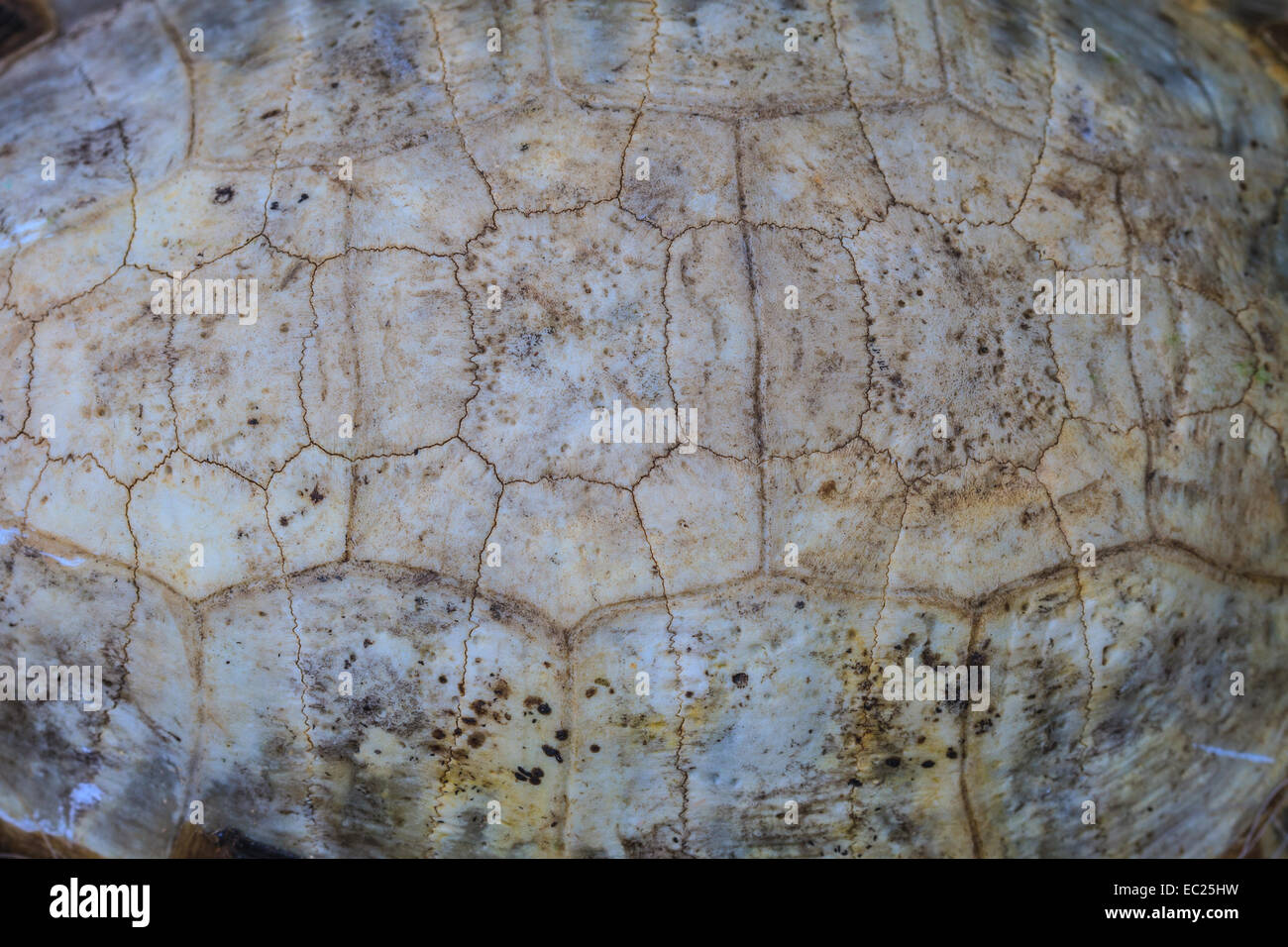 Texture of Turtle carapace death Stock Photo - Alamy