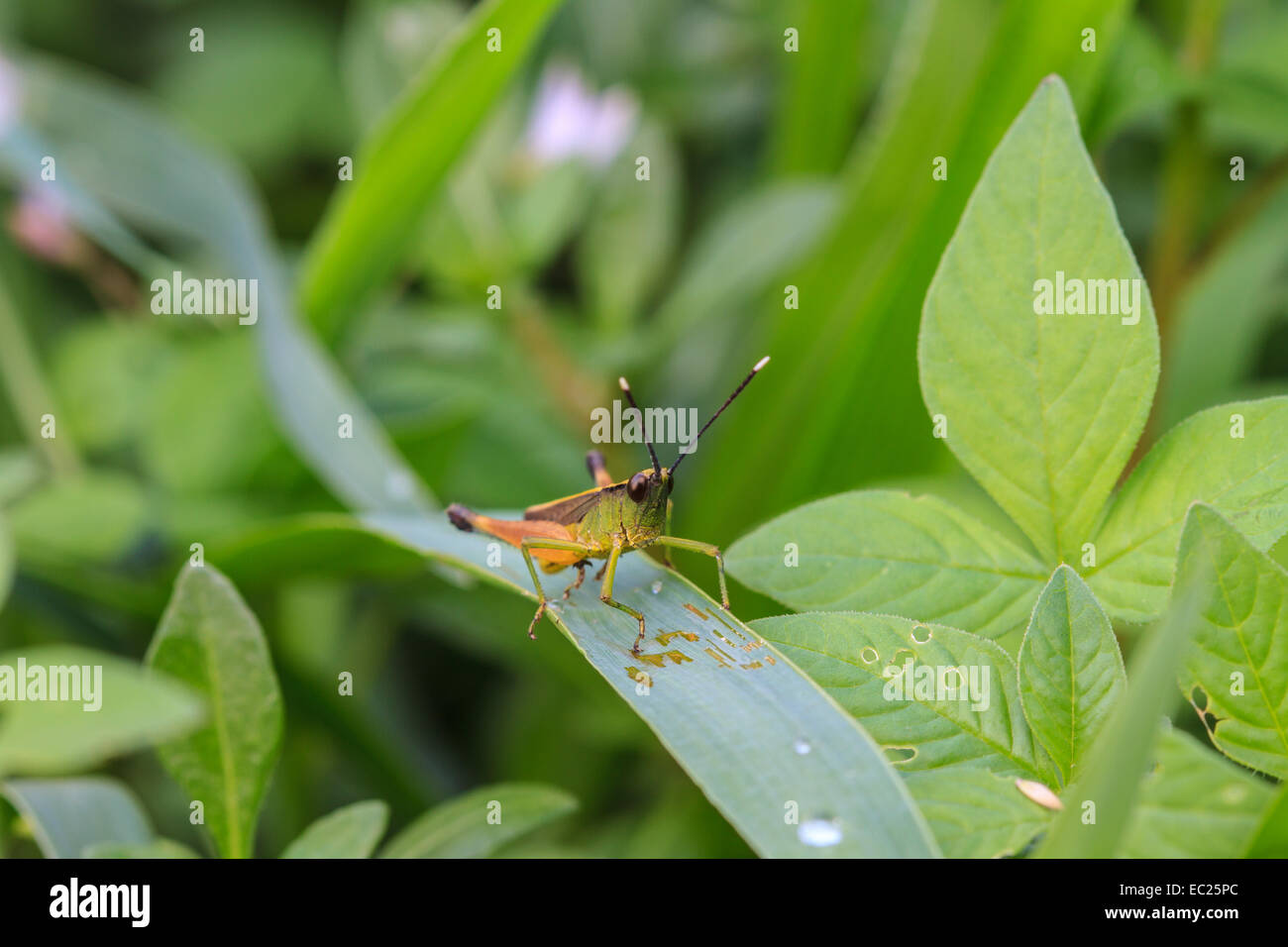 Insect on leaf, beautiful wildlife in nature Stock Photo - Alamy