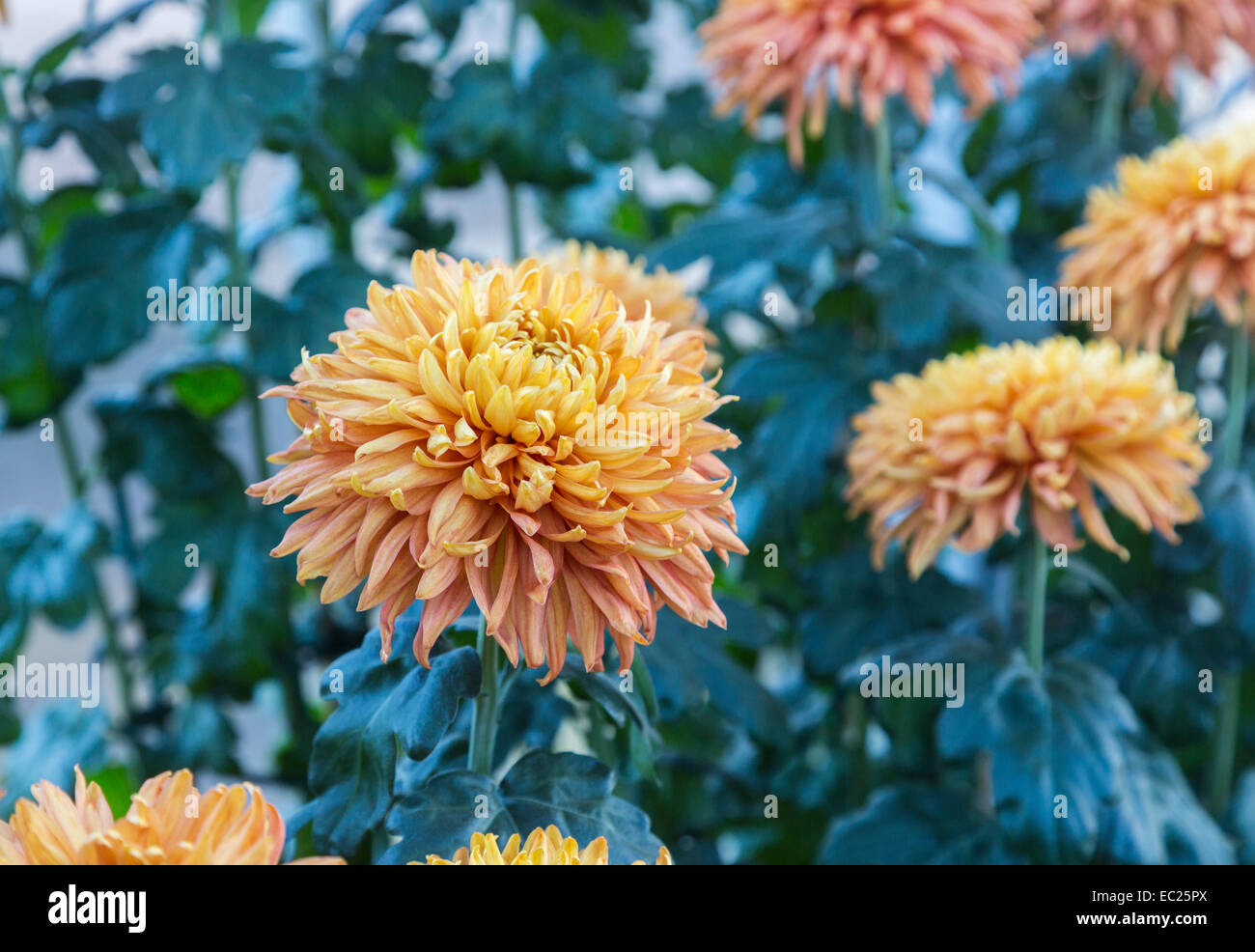 Pinnately lobed leaves hi-res stock photography and images - Alamy