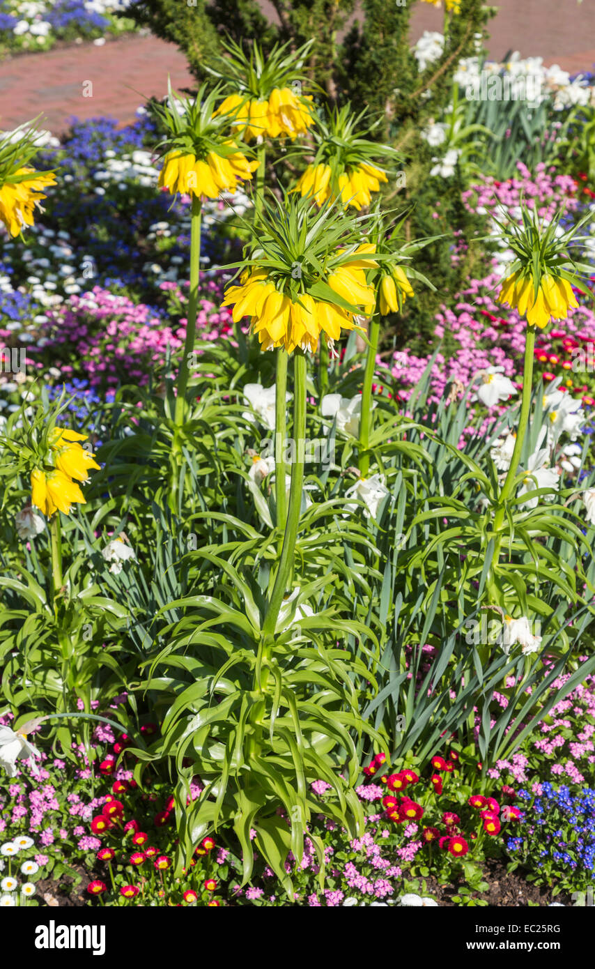 Large yellow crown imperial fritillary (Fritillaria imperialis) Lutea ...