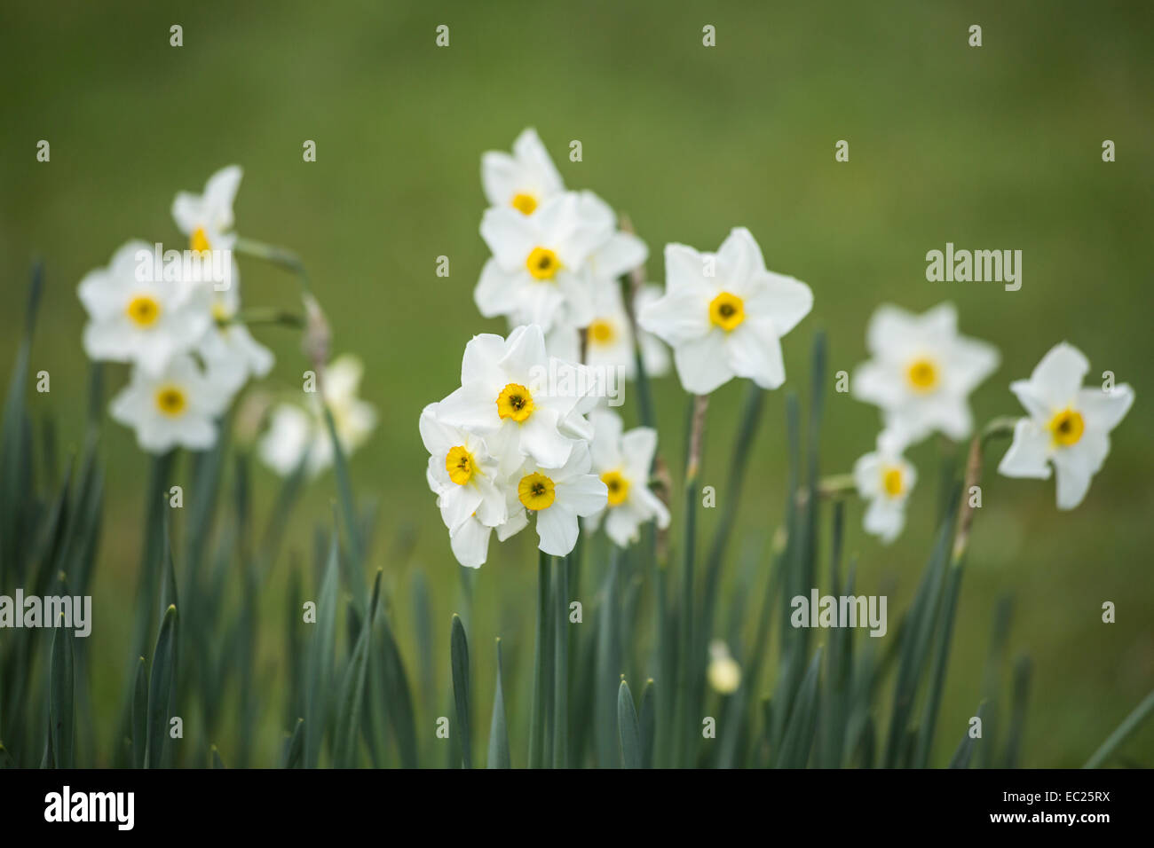 Narcissus 'Elvira', multi-headed, white petals, compact lemon yellow ...