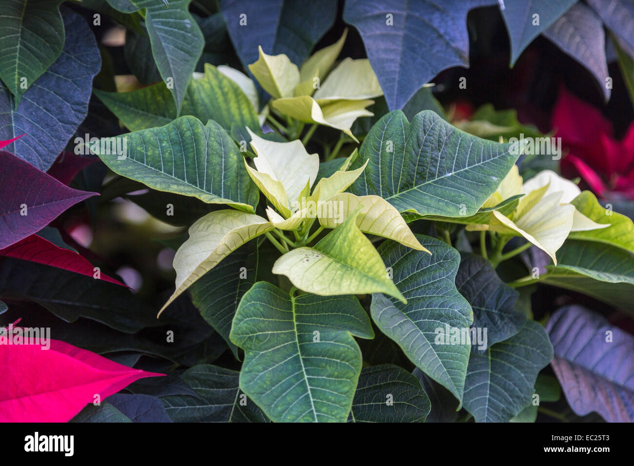 White poinsettia 'Infinity Polar' (Euphorbia pulcherrima), a ...