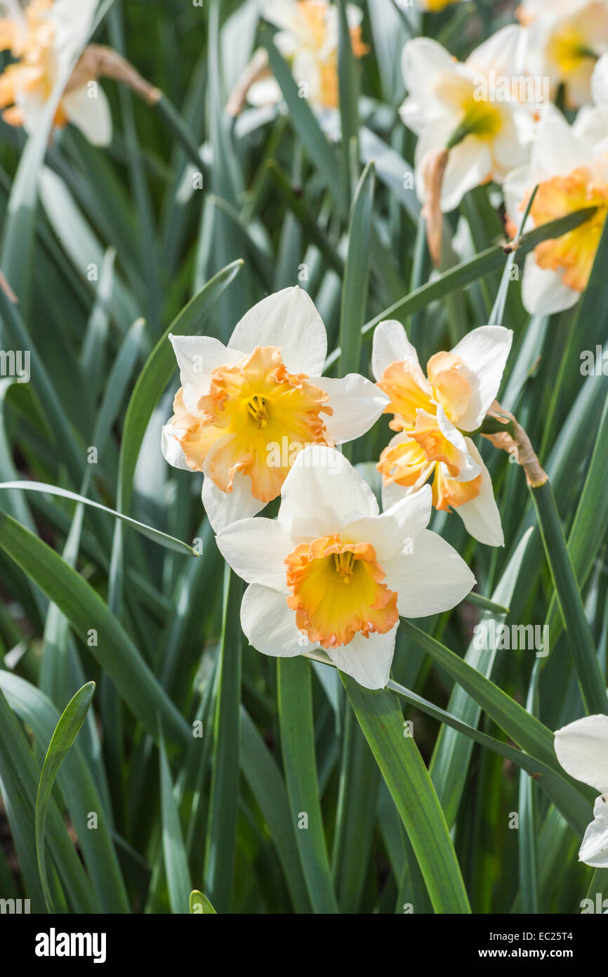 Pretty Narcissus 'Taurus', white petals, ruffled orange trumpet, a ...