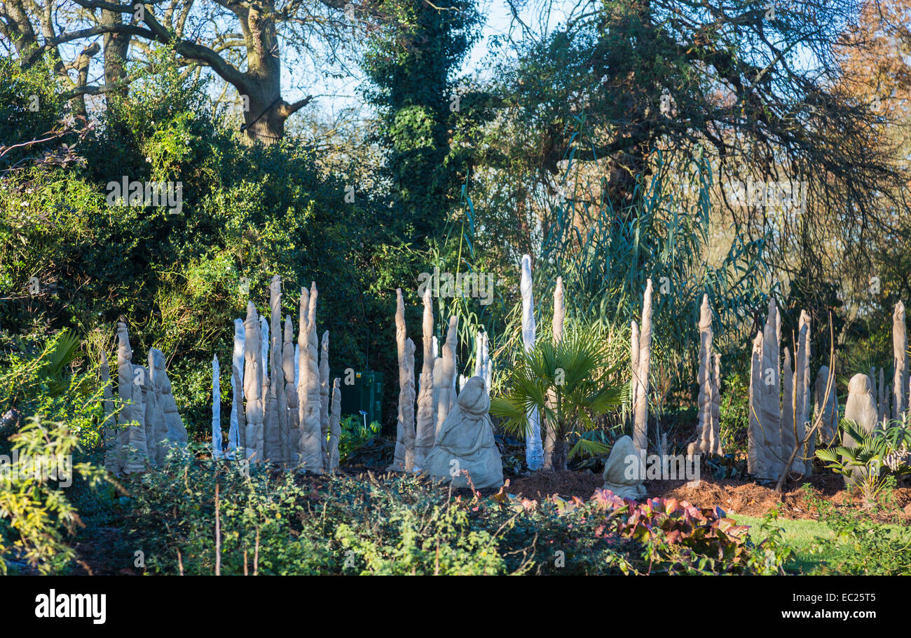 Trachycarpus 'wagnerianus' stems wrapped in hessian to insulate and ...
