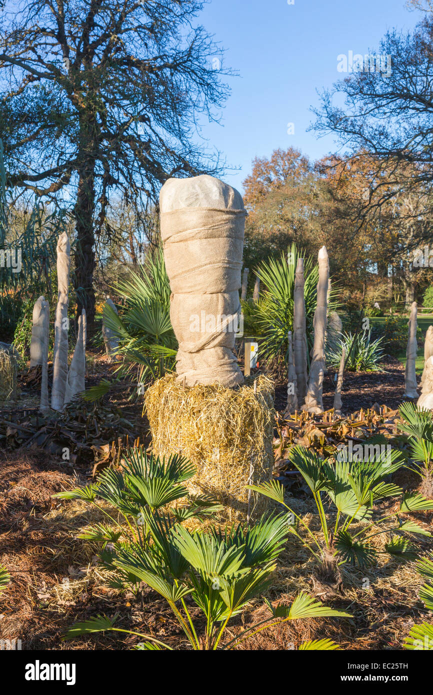 Trachycarpus 'wagnerianus' stems wrapped in hessian to insulate and ...