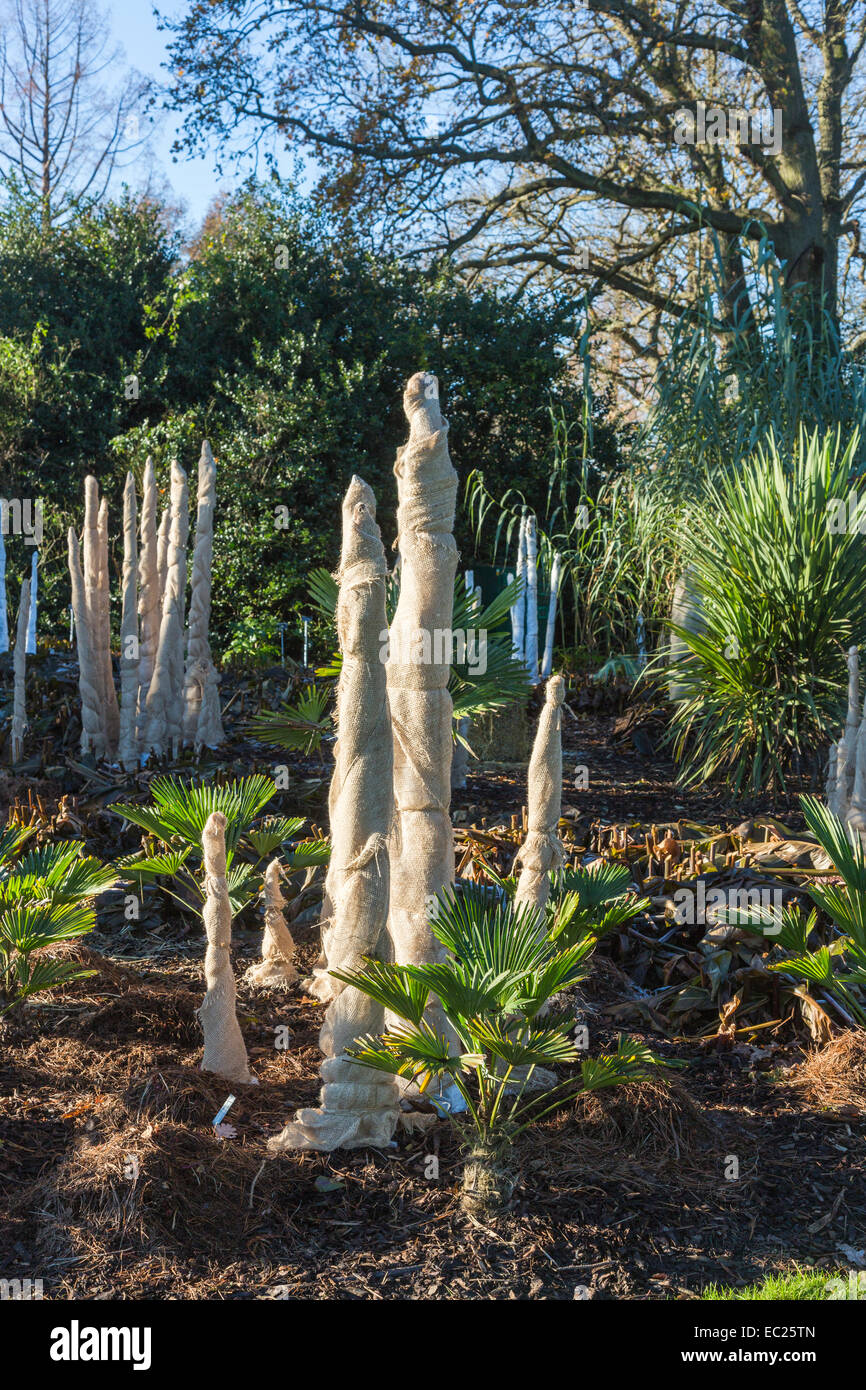 Trachycarpus 'wagnerianus' stems wrapped in hessian to insulate and ...