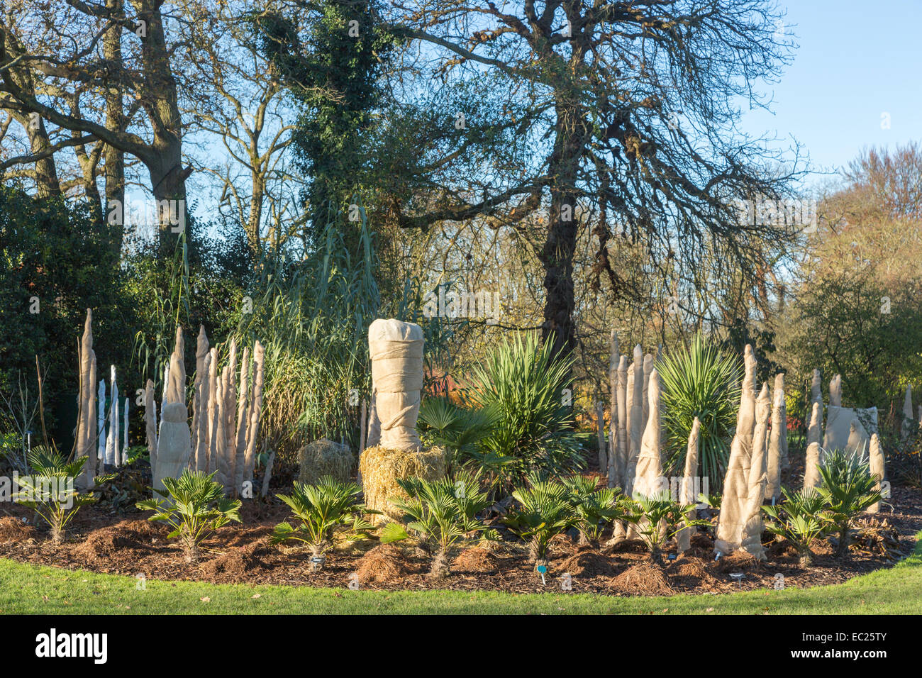 Trachycarpus 'wagnerianus' stems wrapped in hessian to insulate and ...