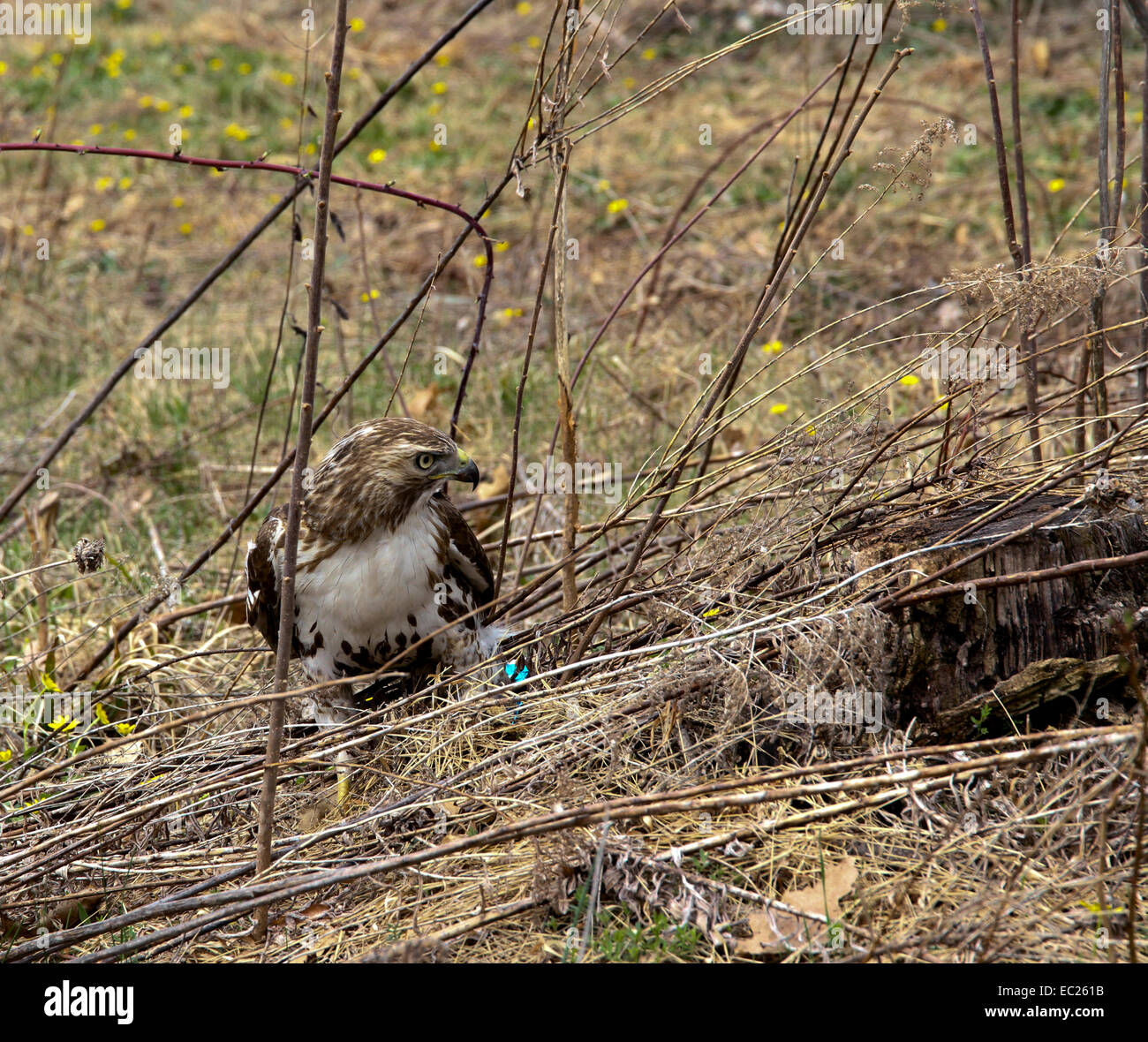 Red Tailed Hawk Buteo Jamaicensis chicken hawk feeding on the ground ...