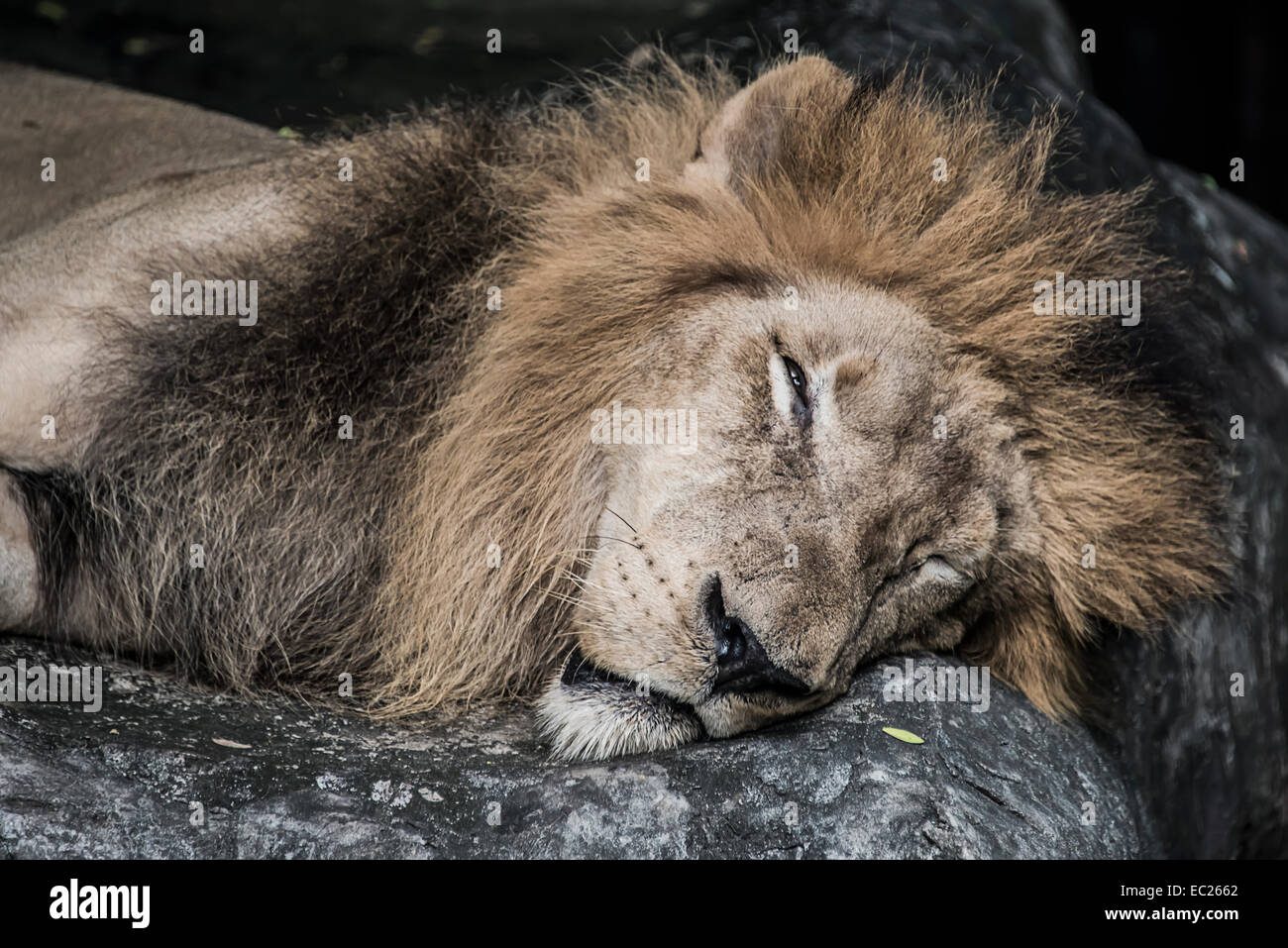 Lion horizontal hi-res stock photography and images - Alamy