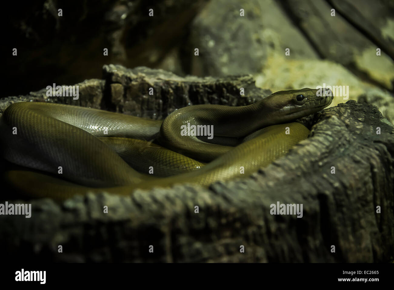 Green Burmese Python Stock Photo - Alamy