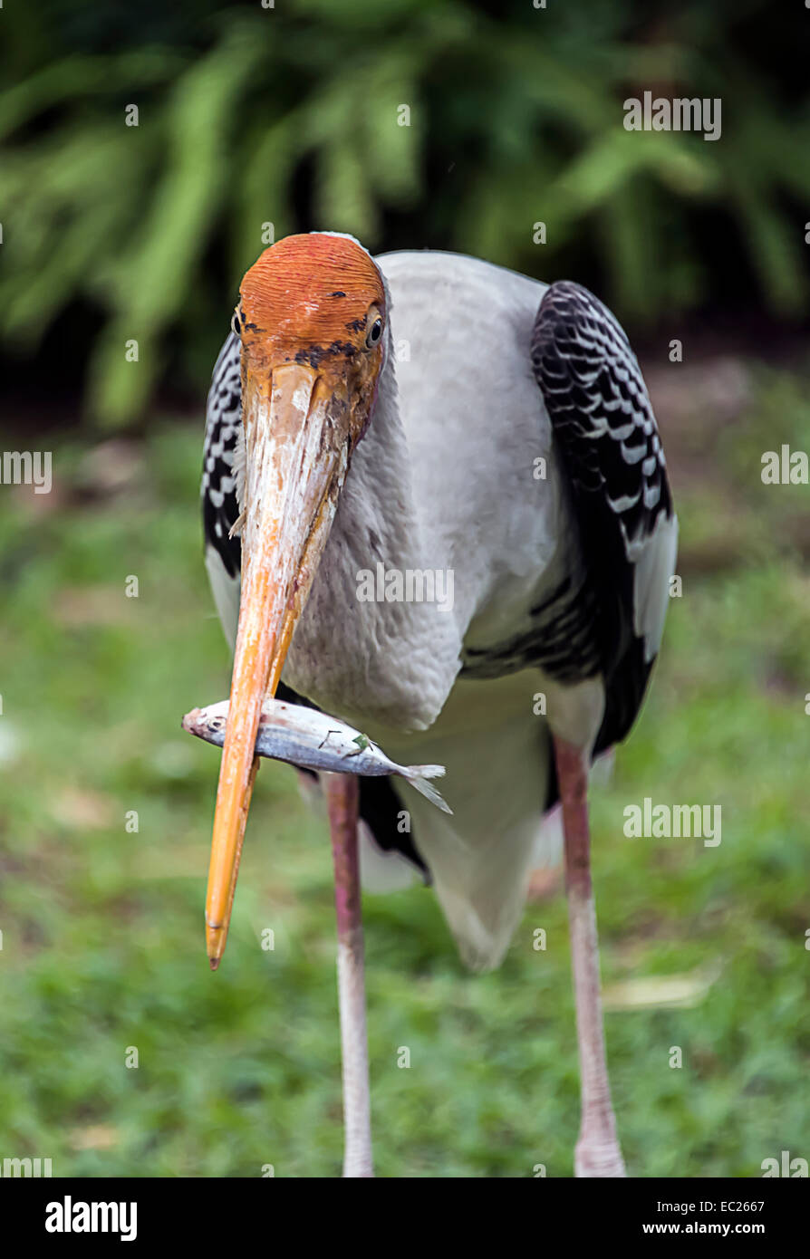 Painted_stork hi-res stock photography and images - Alamy