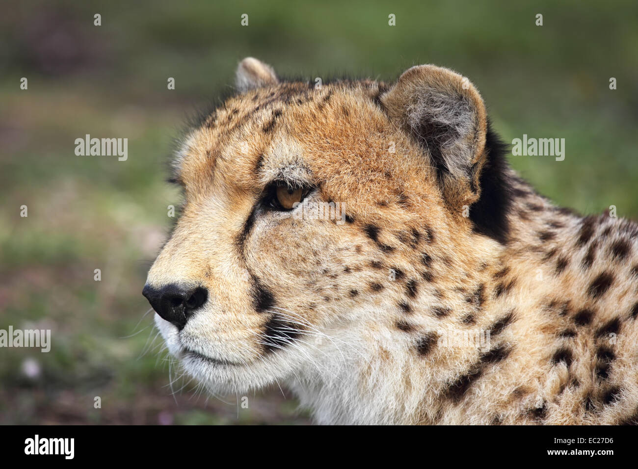 Cheetah face africa hi-res stock photography and images - Alamy