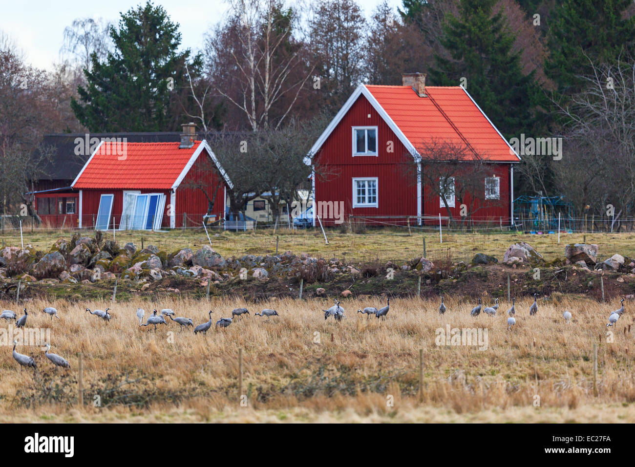 Crane bird farm field hi-res stock photography and images - Alamy