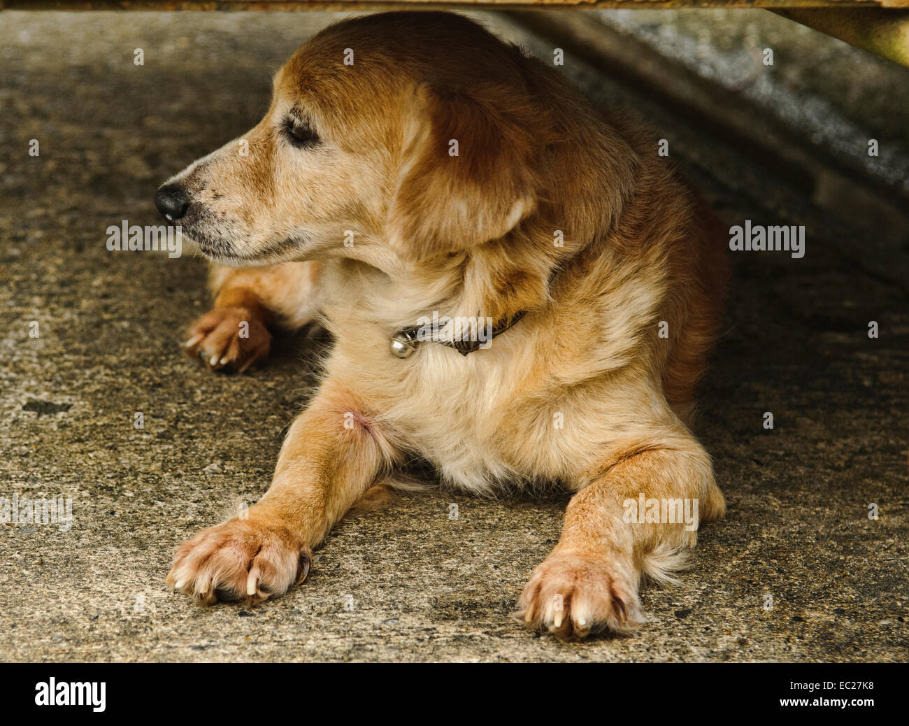 Beautiful Soi Dog in Chantaburi, Thailand Stock Photo - Alamy