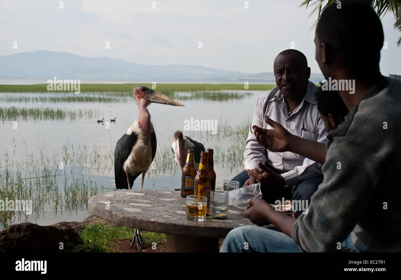 Waiting stork hi-res stock photography and images - Alamy